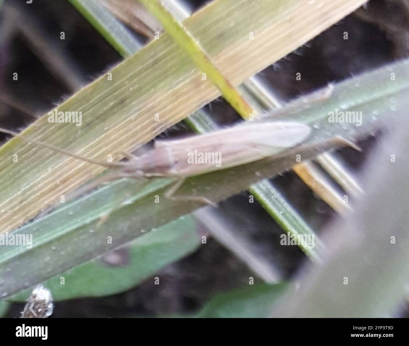 Grass bug (Stenodema laevigata Stock Photo - Alamy