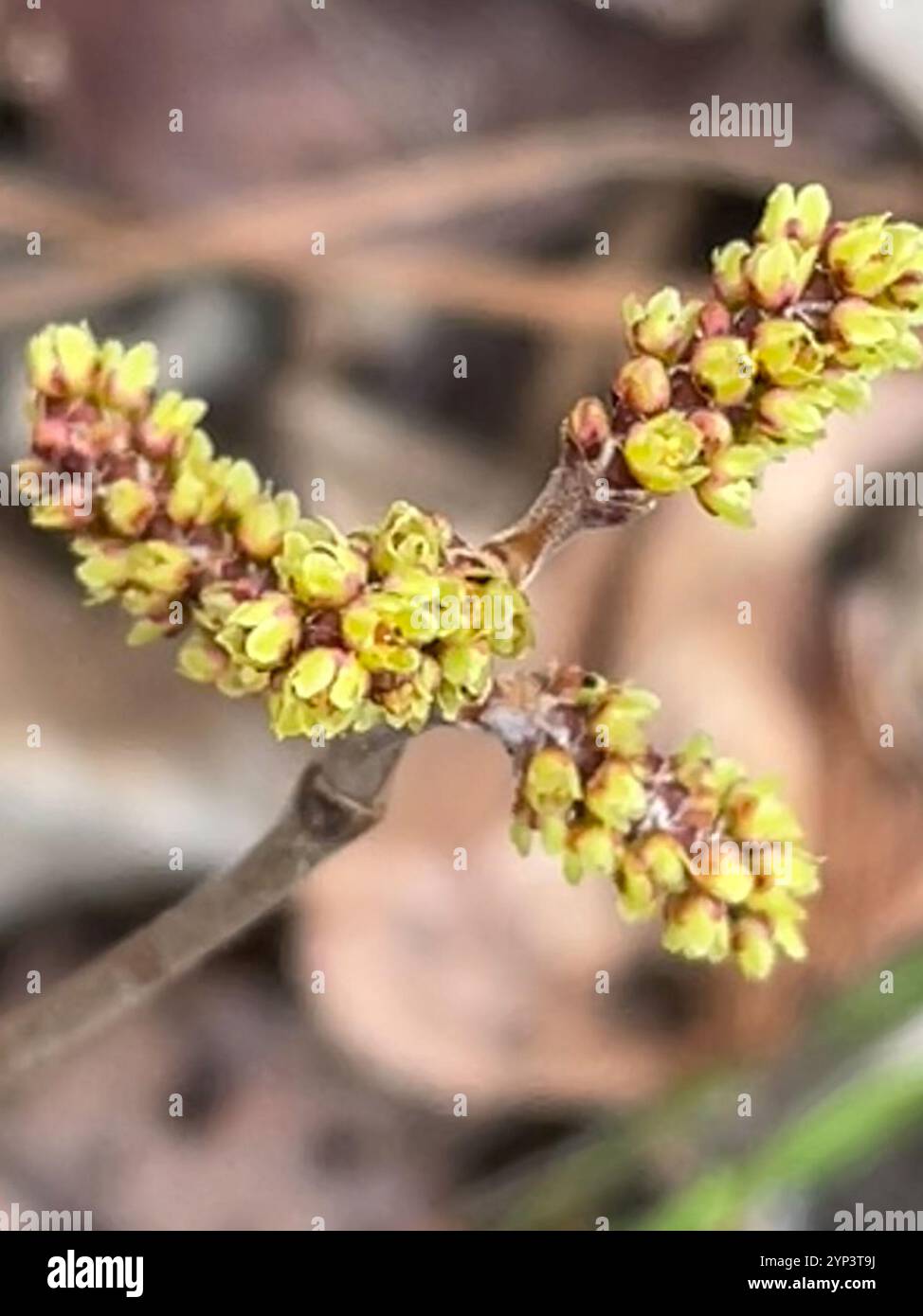 fragrant sumac (Rhus aromatica Stock Photo - Alamy