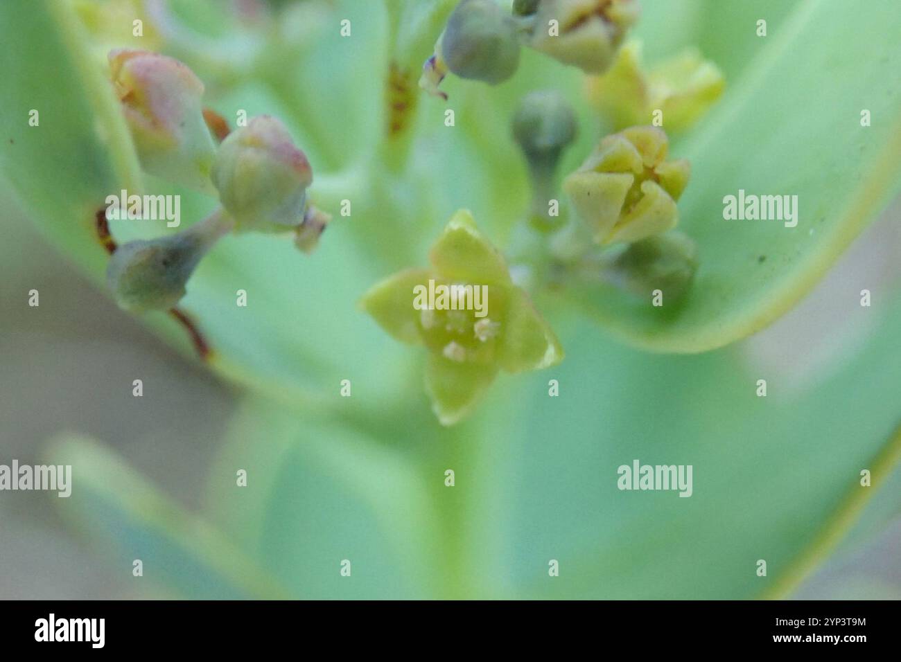 Cape Sumach (Colpoon compressum Stock Photo - Alamy