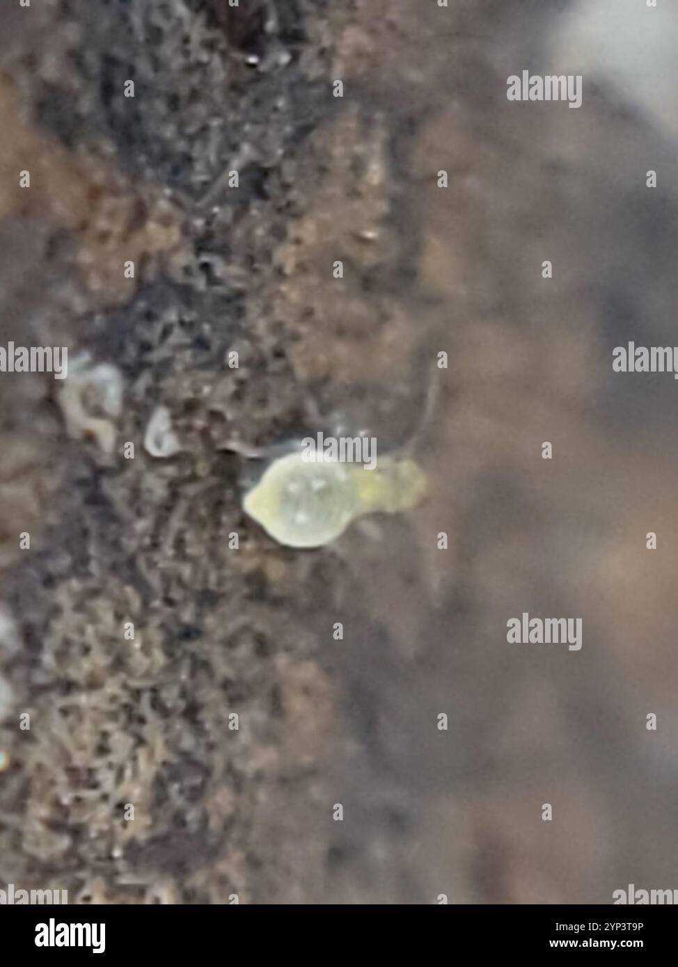 Barklice, Booklice, and Parasitic Lice (Psocodea Stock Photo - Alamy