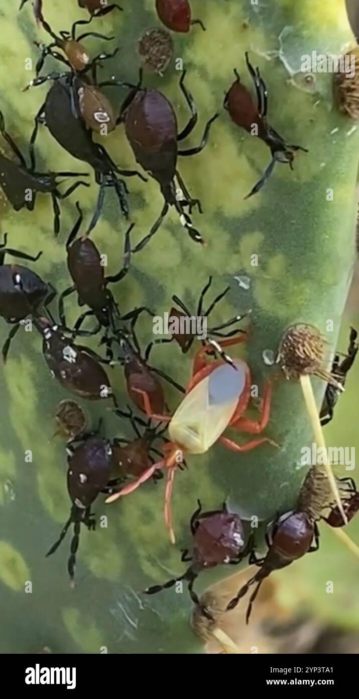 Cactus Coreid Bug (Chelinidea vittiger Stock Photo - Alamy