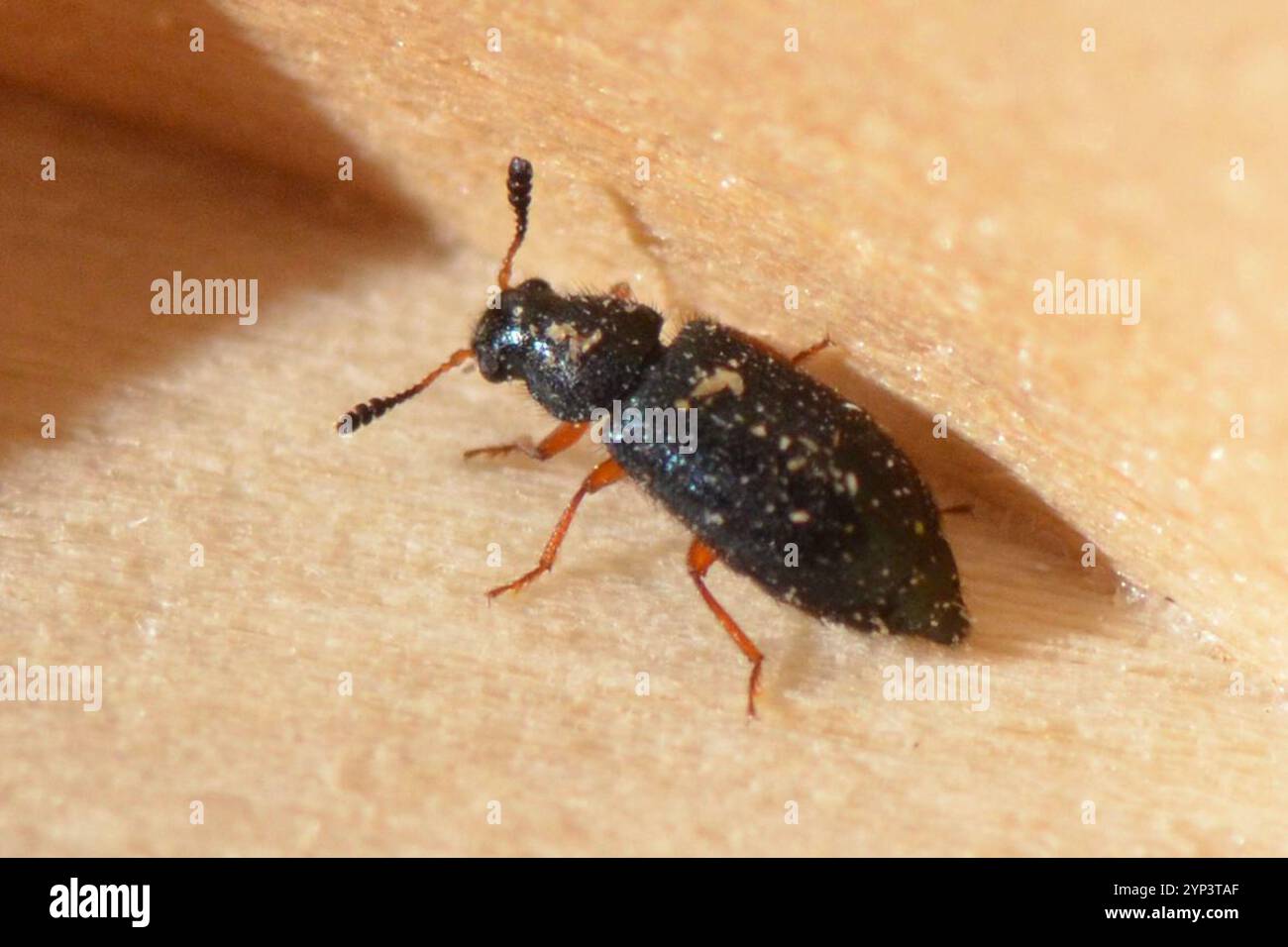 Necrobia rufipes hi-res stock photography and images - Alamy