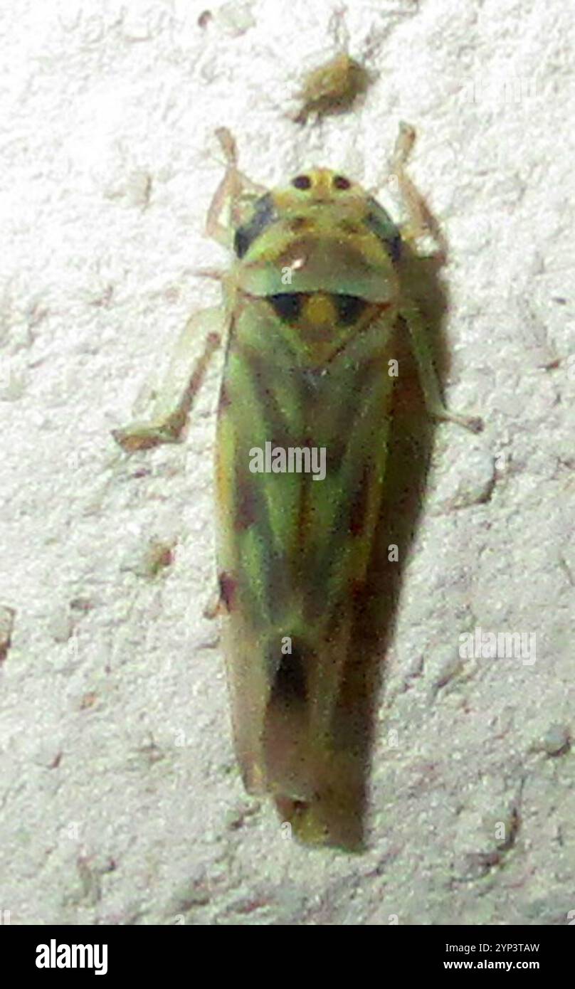 Typical Leafhoppers (Cicadellidae Stock Photo - Alamy