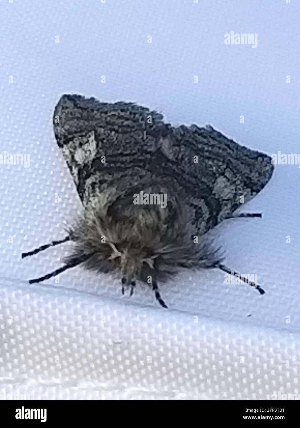 Achlya flavicornis hi-res stock photography and images - Alamy