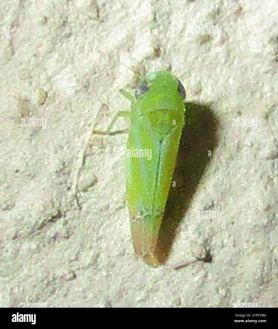 Typical Leafhoppers (Cicadellidae Stock Photo - Alamy