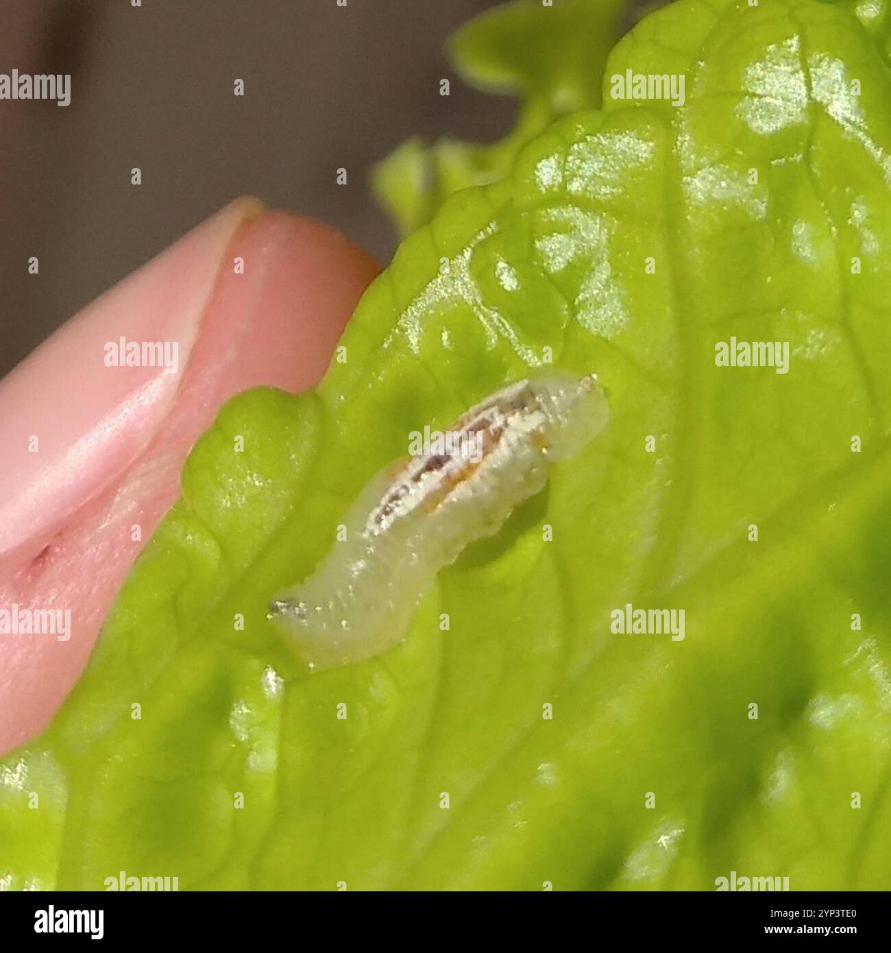 Typical Hover Flies (Syrphinae Stock Photo - Alamy