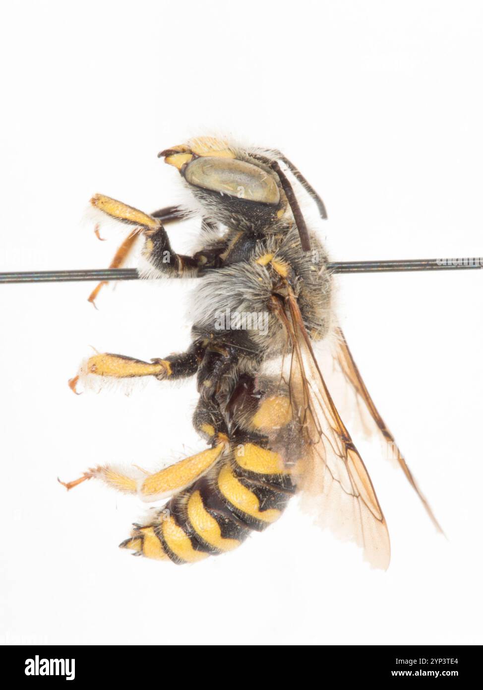 Anthidium Cut Out Stock Images & Pictures - Alamy