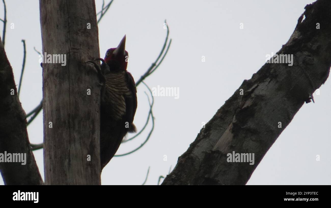 Lineated Woodpecker (Dryocopus lineatus Stock Photo - Alamy