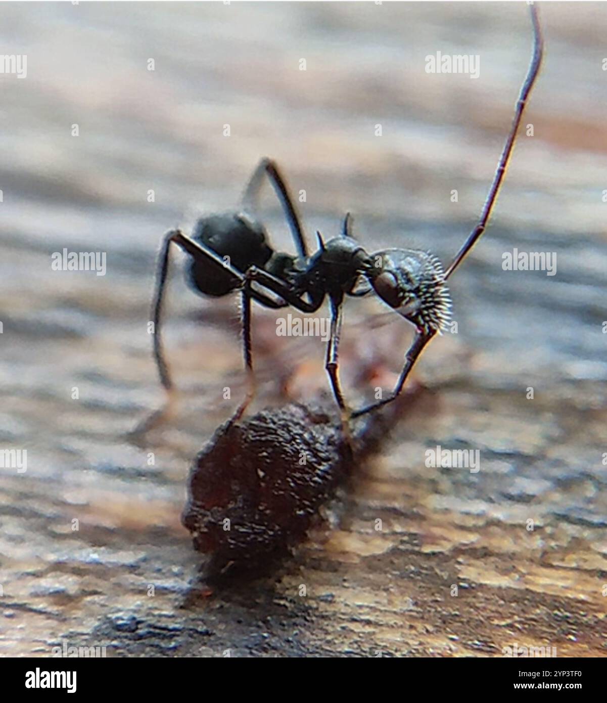 Broad headed bugs hi-res stock photography and images - Alamy