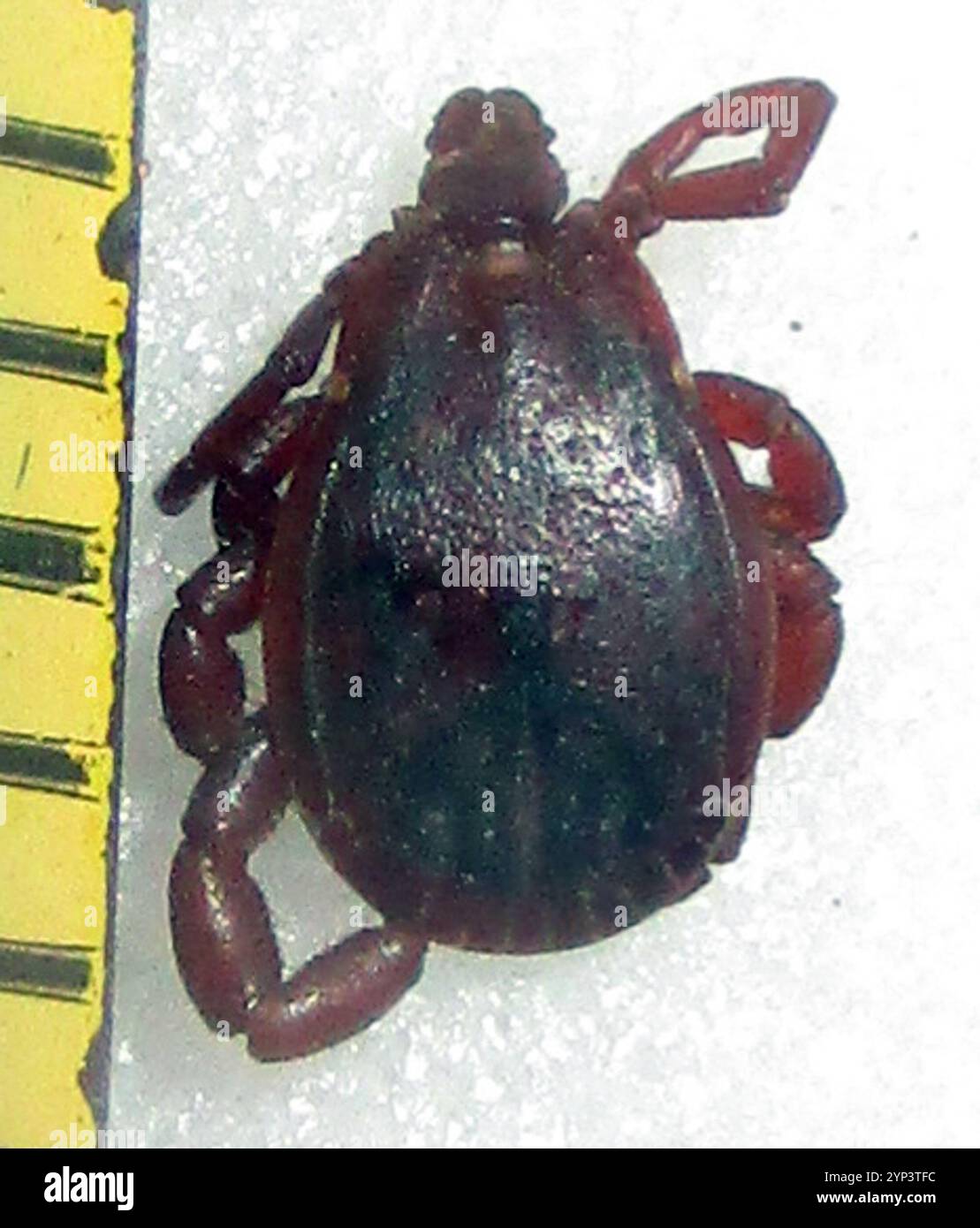 Pepper Ticks (Rhipicephalus Stock Photo - Alamy