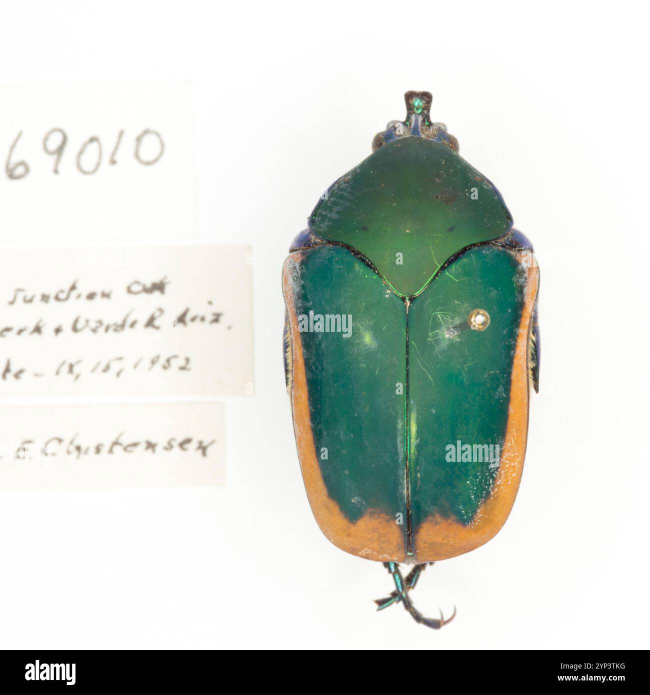 Figeater Beetle (Cotinis mutabilis Stock Photo - Alamy
