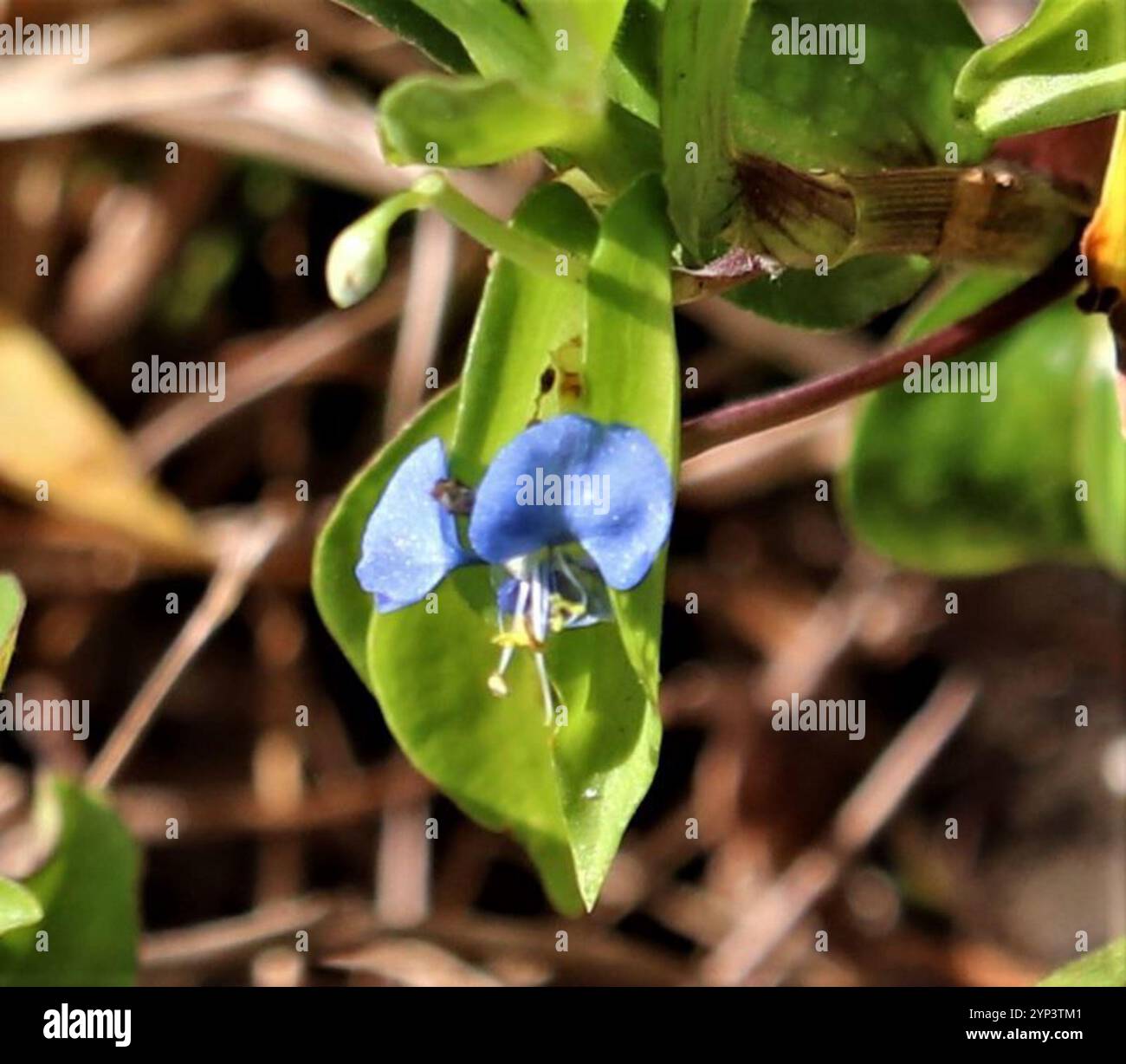 Annual Blue Dayflower (Commelina eckloniana Stock Photo - Alamy
