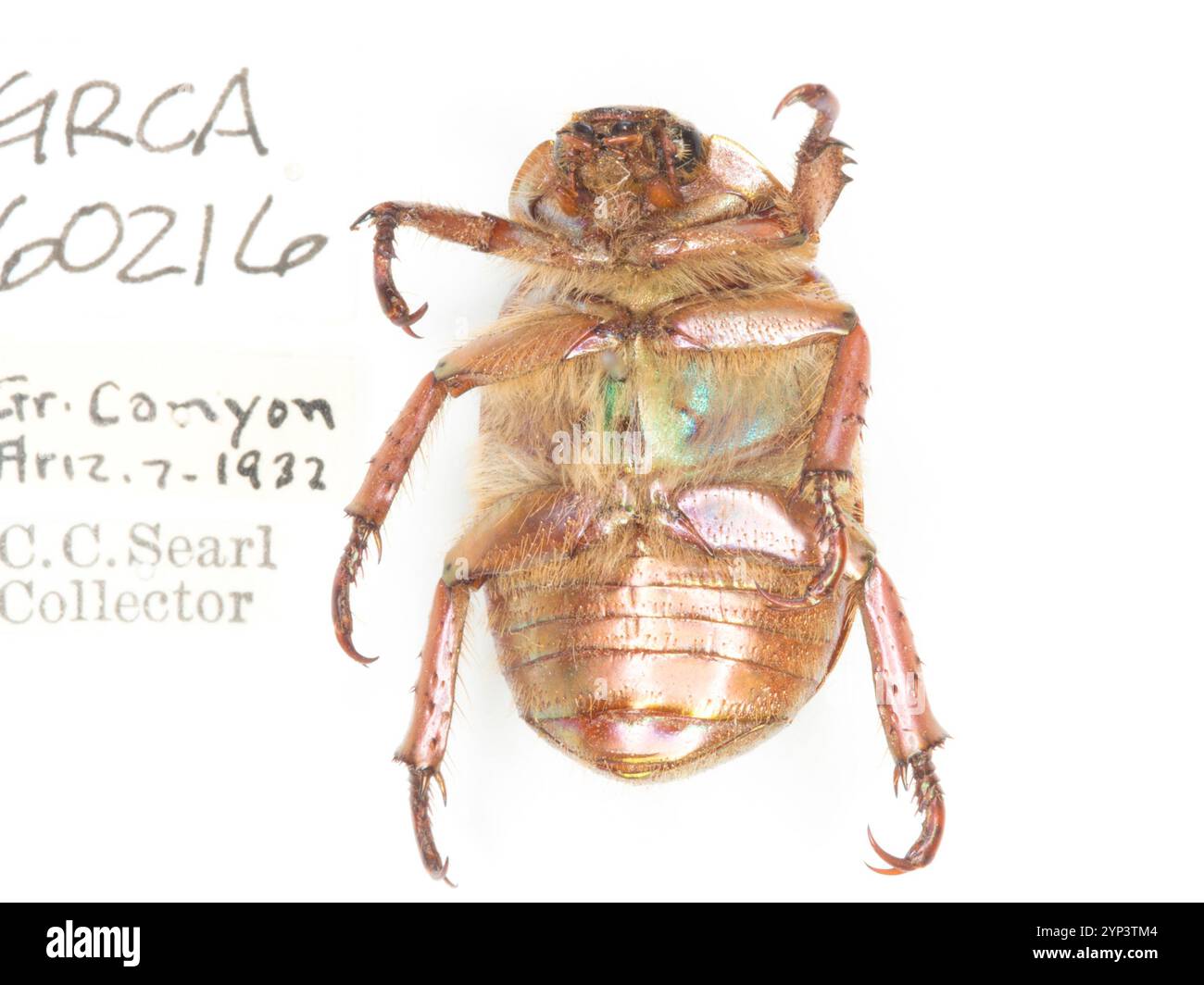 LeConte's Chrysina (Chrysina lecontei Stock Photo - Alamy