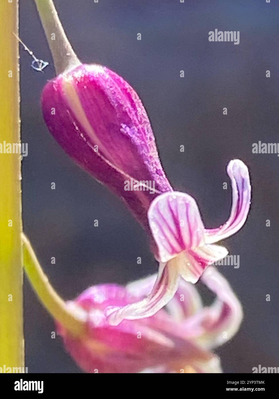 San Diego Wild Cabbage (Caulanthus heterophyllus Stock Photo - Alamy