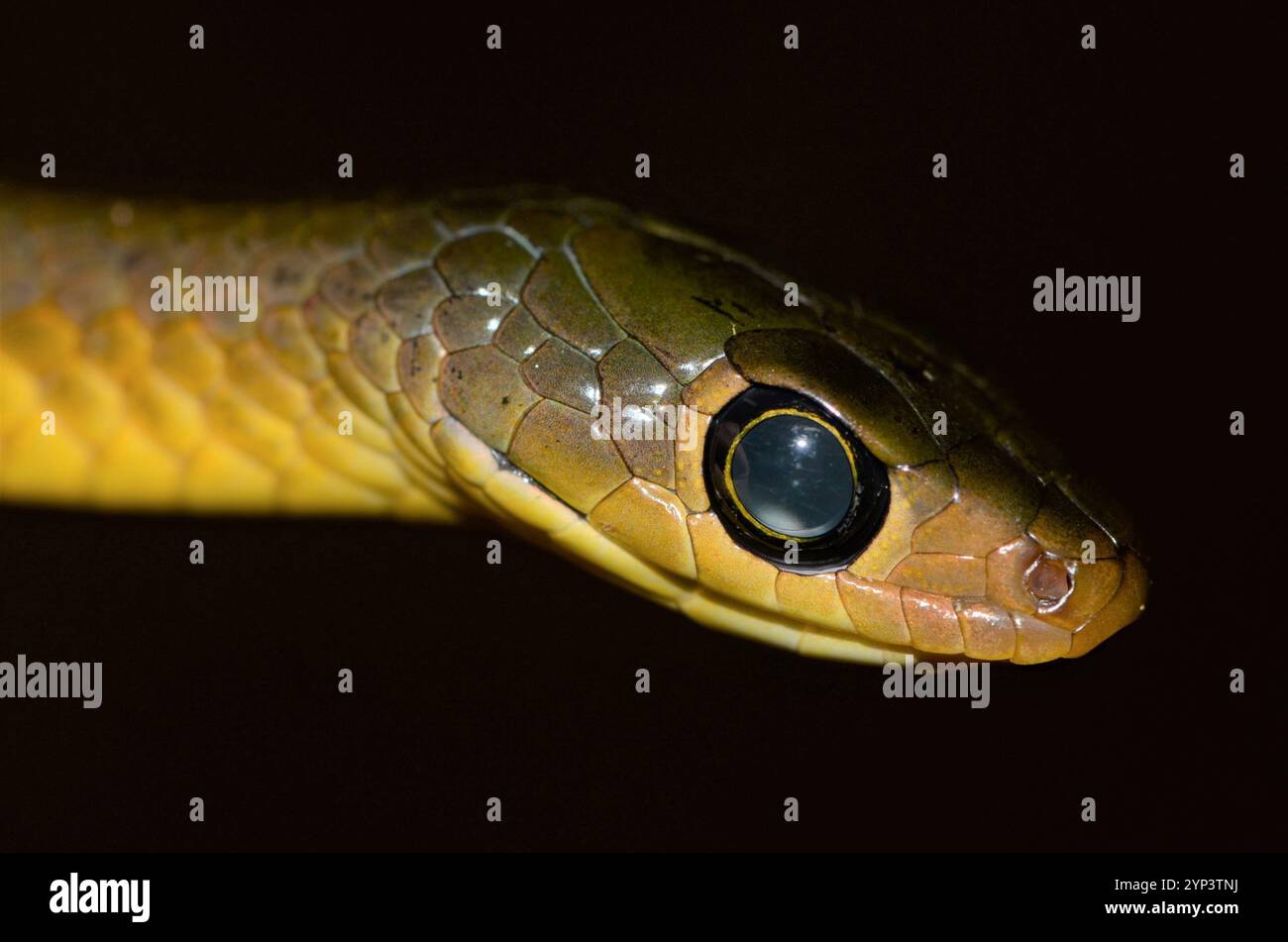 Thirteen-scaled Green Snake (Philothamnus carinatus Stock Photo - Alamy