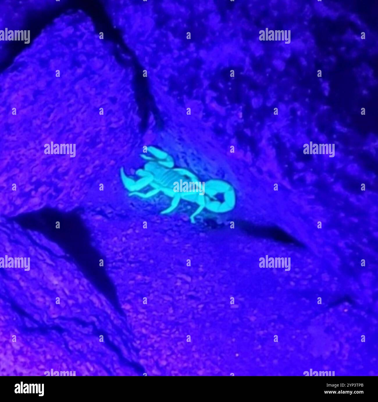 Desert Hairy Scorpion (Hadrurus arizonensis Stock Photo - Alamy