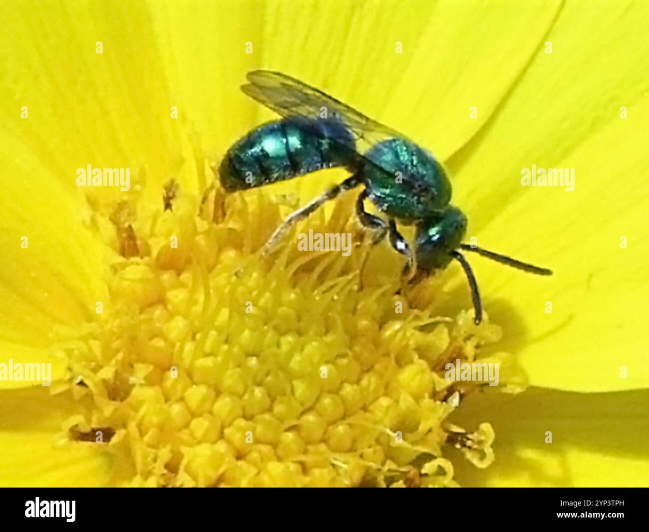 Augochlora pura hi-res stock photography and images - Alamy