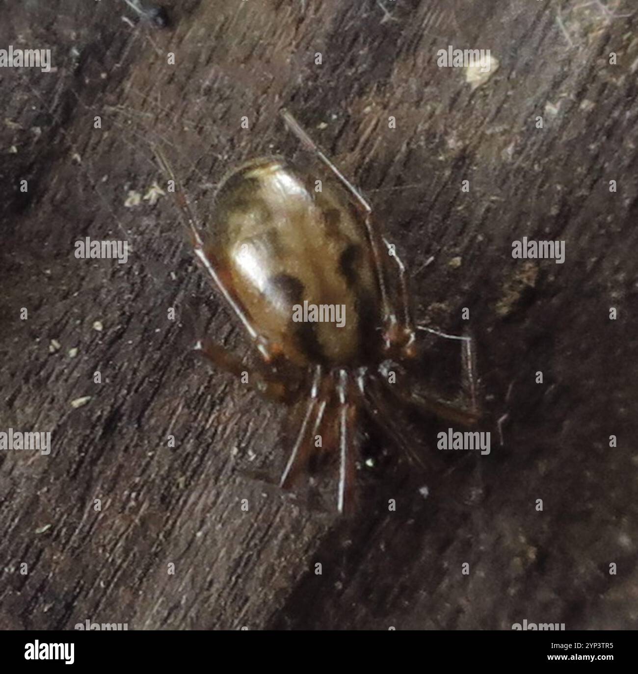 Typical Spiders (Araneomorphae Stock Photo - Alamy