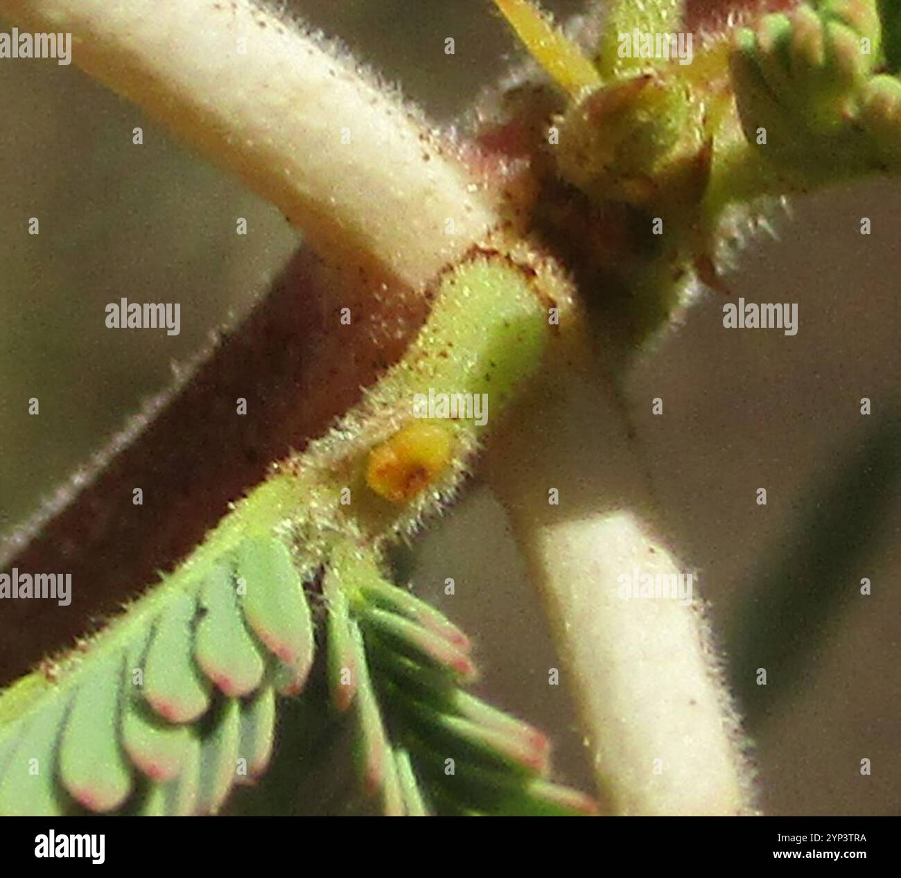 Acacias, Mimosas, mesquites, and allies (Mimosoideae Stock Photo - Alamy