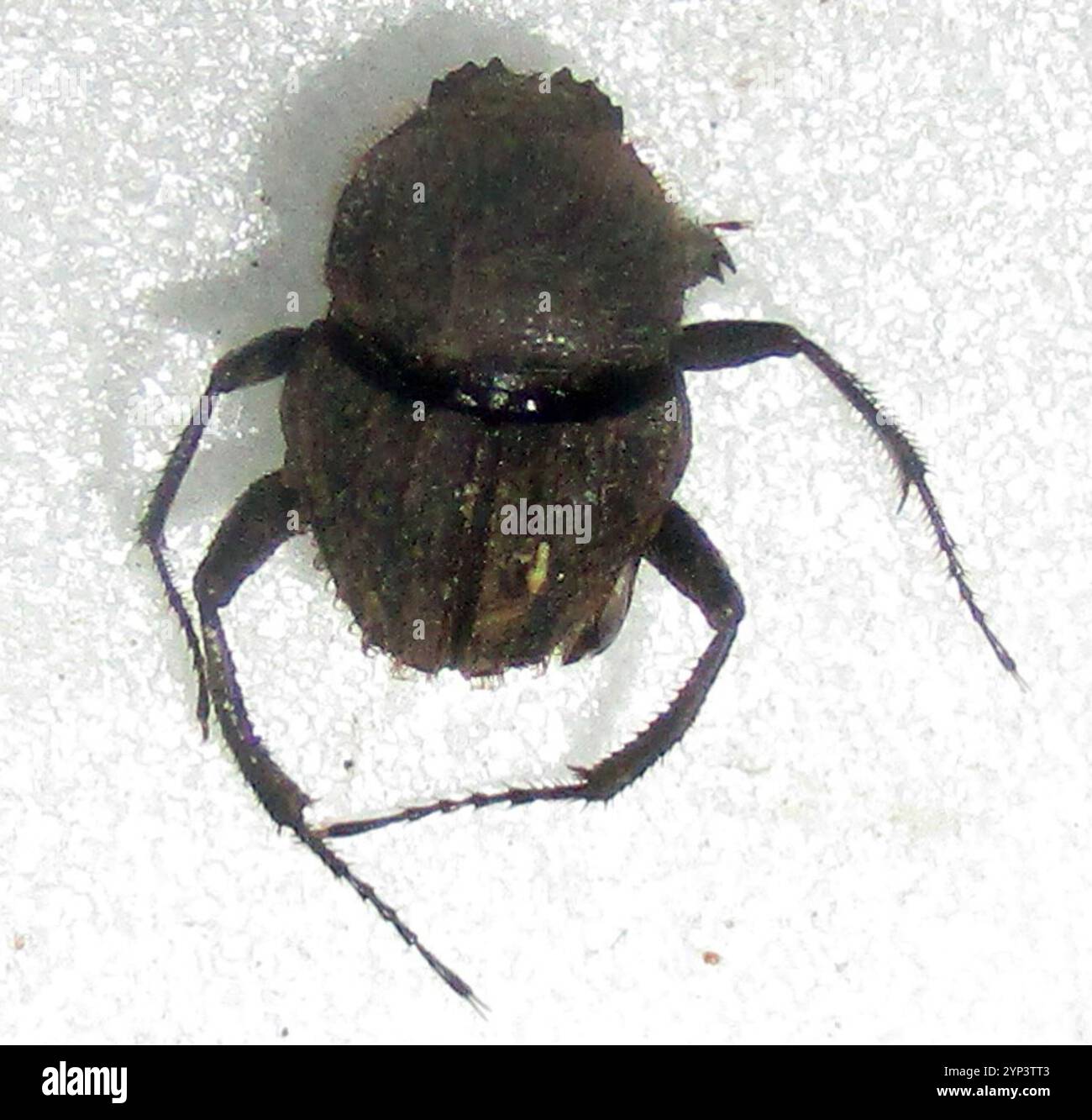 Spider Dung Beetles (Sisyphus Stock Photo - Alamy