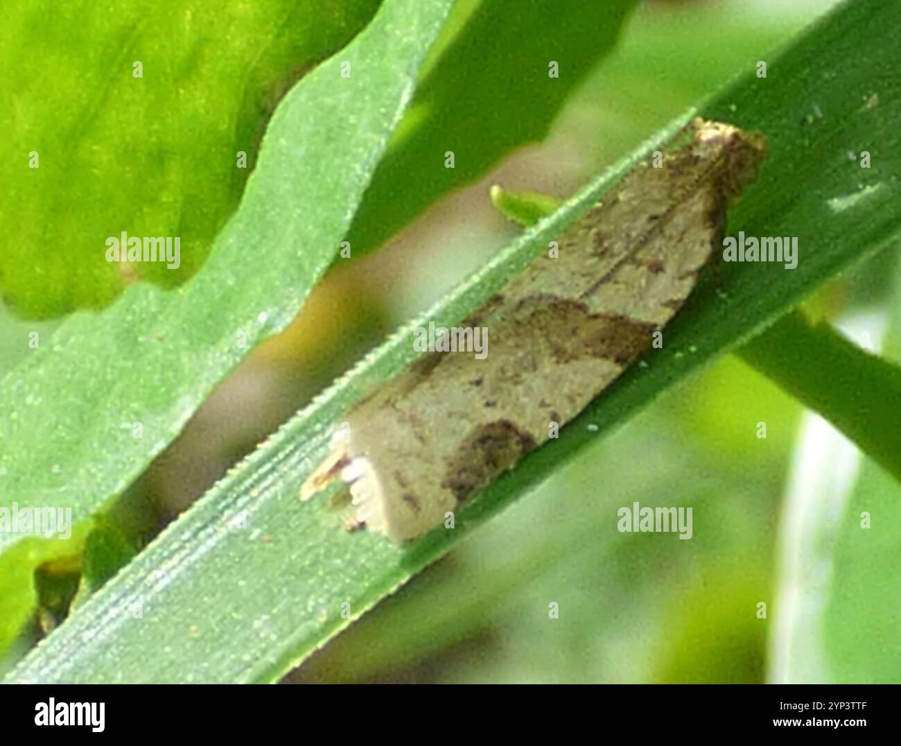 Garden Tortrix (Clepsis peritana Stock Photo - Alamy