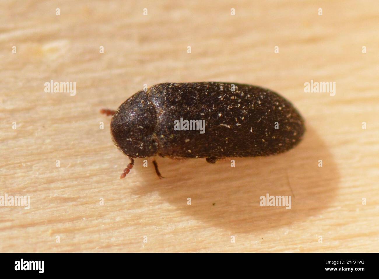 Skin Beetles (Dermestes Stock Photo - Alamy