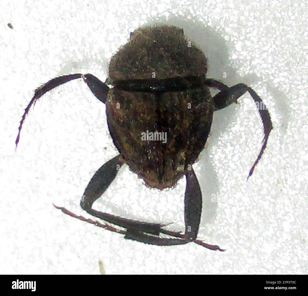 Spider Dung Beetles (Sisyphus Stock Photo - Alamy