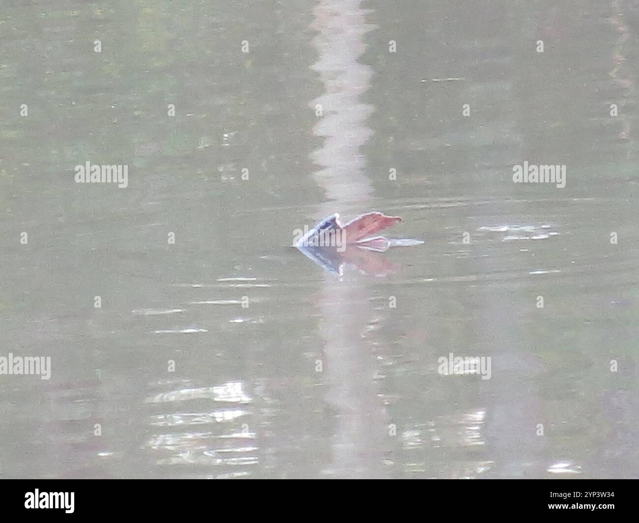 Ray-finned Fishes (Actinopterygii Stock Photo - Alamy