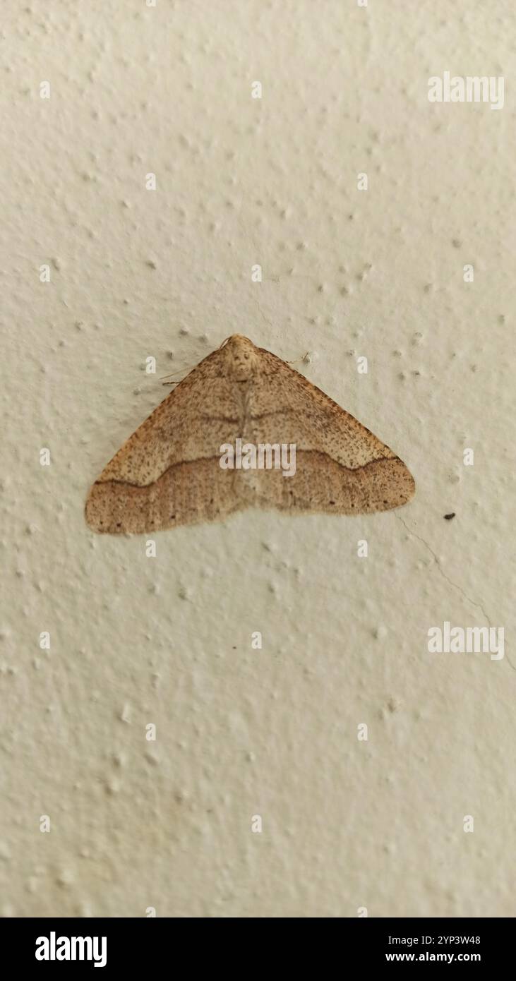 Dotted Border Moth (Agriopis marginaria Stock Photo - Alamy