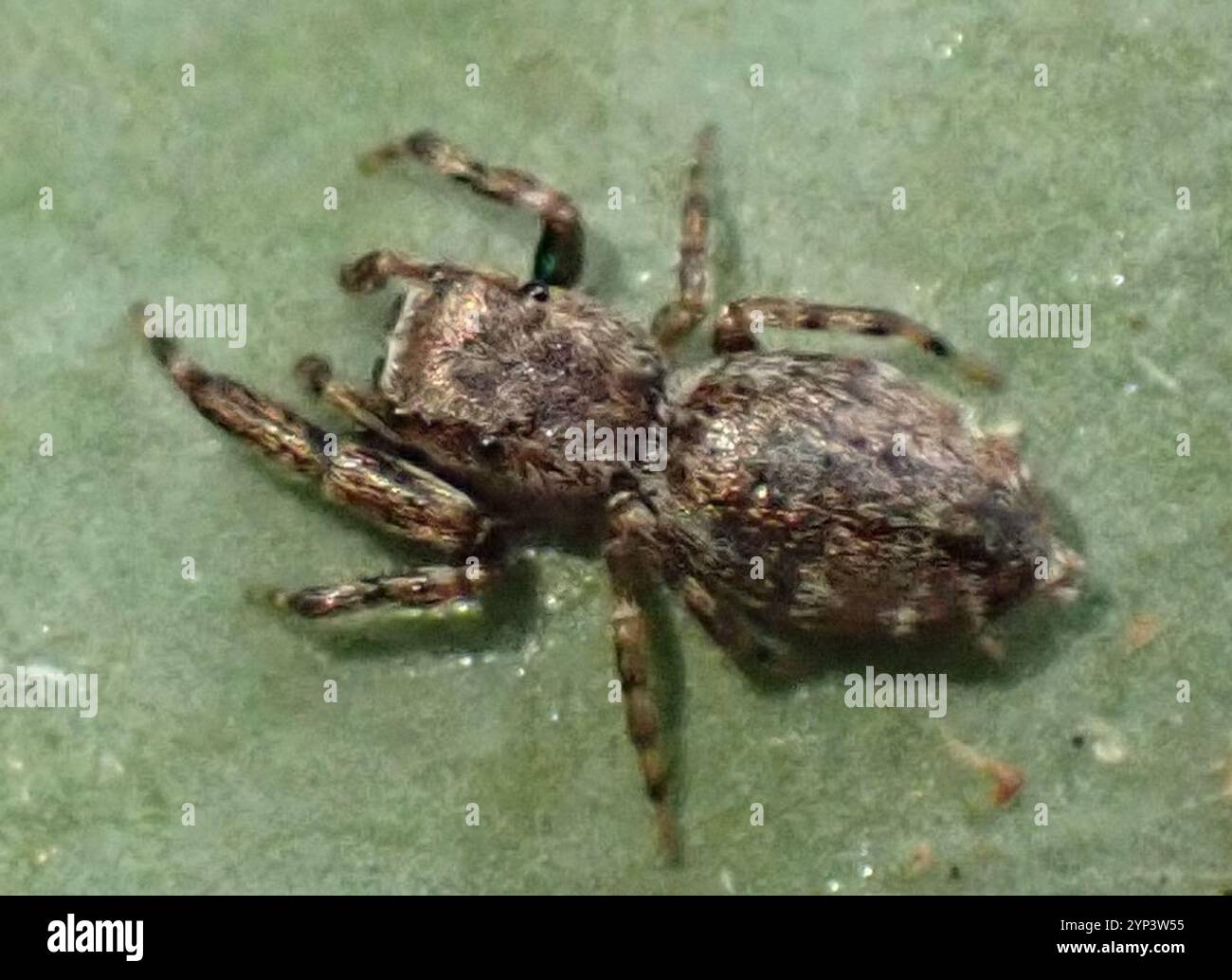 Jumping Spiders (Salticidae Stock Photo - Alamy