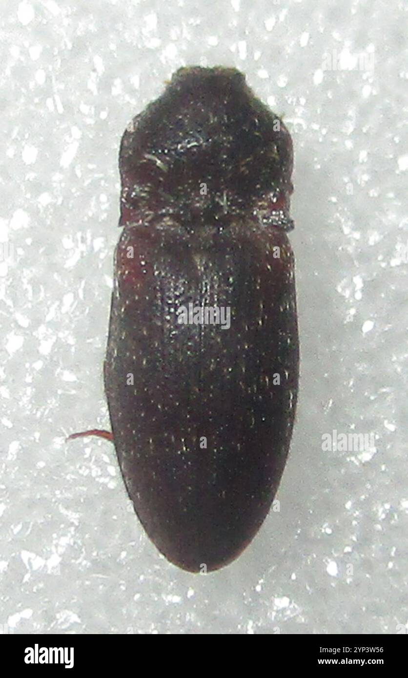 Click Beetles (Elateridae Stock Photo - Alamy