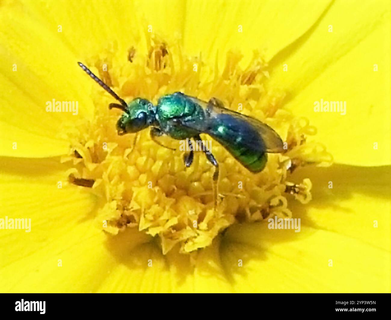 Augochlora pura hi-res stock photography and images - Alamy