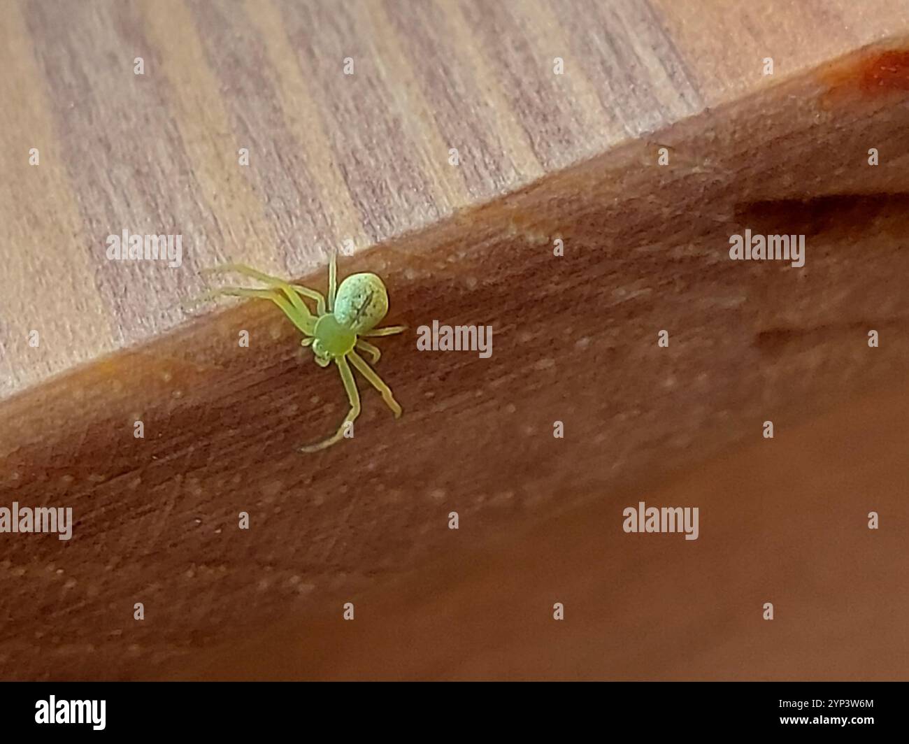 Triangle Crab Spider (Ebrechtella tricuspidata Stock Photo - Alamy