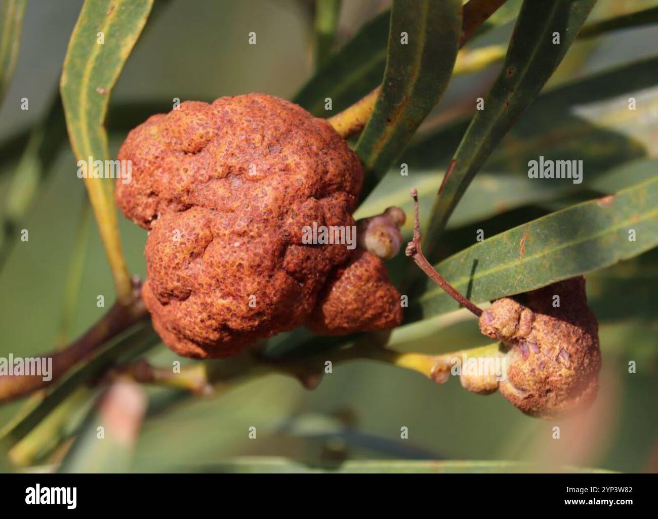 Port Jackson Gall Rust (Uromycladium morrisii Stock Photo - Alamy