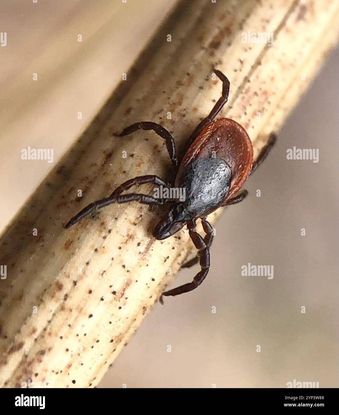 Eastern Black-legged Tick (Ixodes scapularis Stock Photo - Alamy