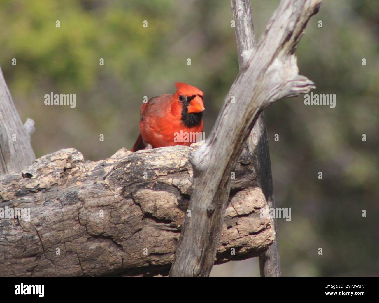 Northern Cardinal (Cardinalis cardinalis Stock Photo - Alamy
