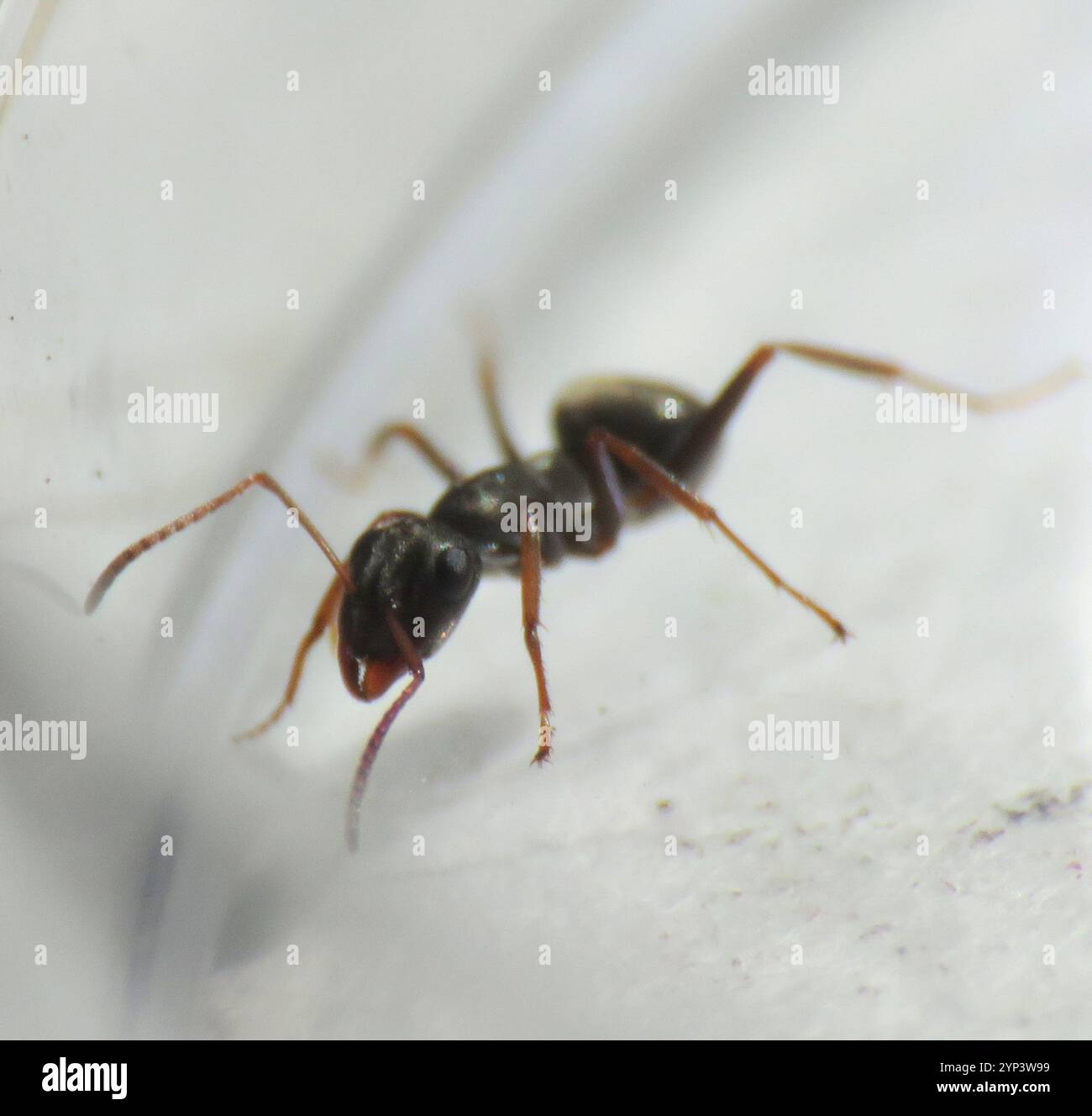 fusca-group Field Ants and Allies (Formica fusca Stock Photo - Alamy