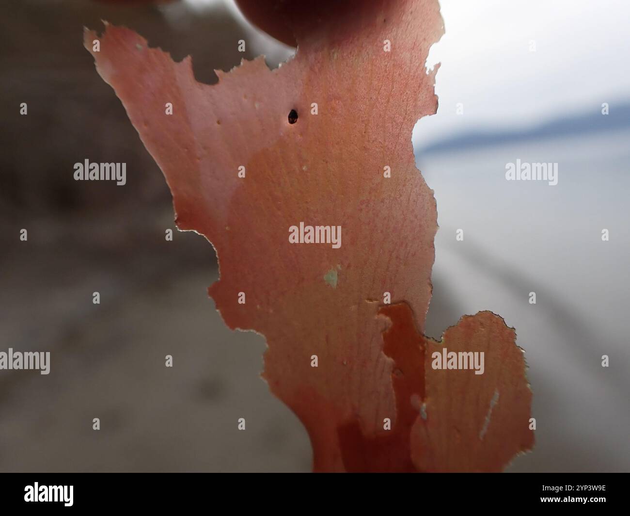 dasya family (Delesseriaceae Stock Photo - Alamy