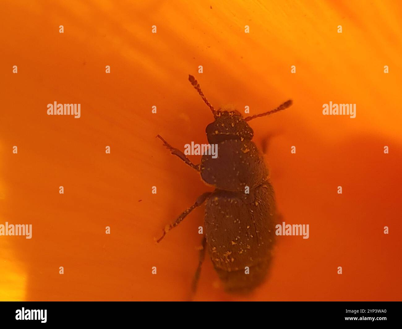 Short-winged Flower Beetles (Kateretidae Stock Photo - Alamy