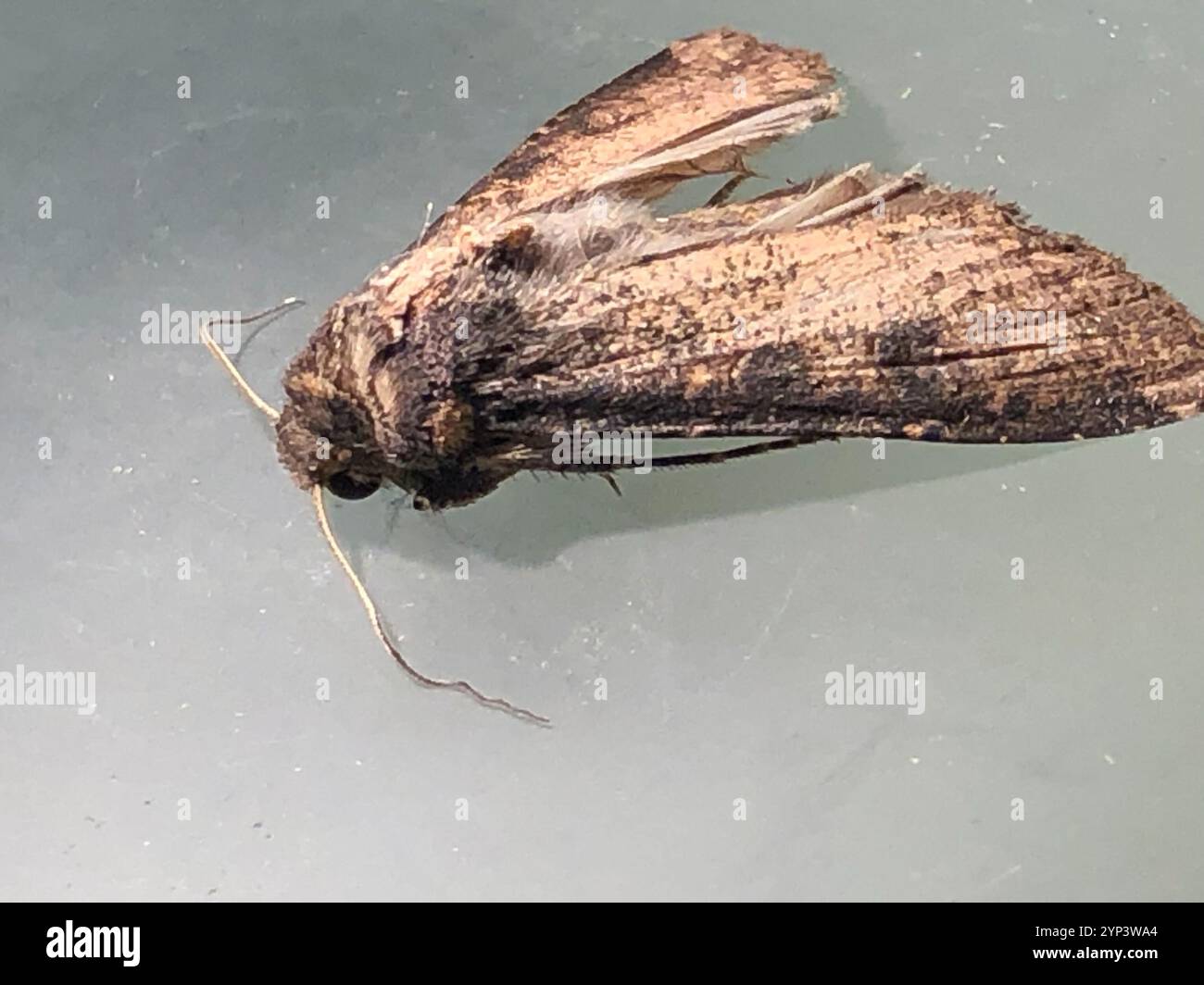 Variegated Cutworm Moth (Peridroma saucia Stock Photo - Alamy