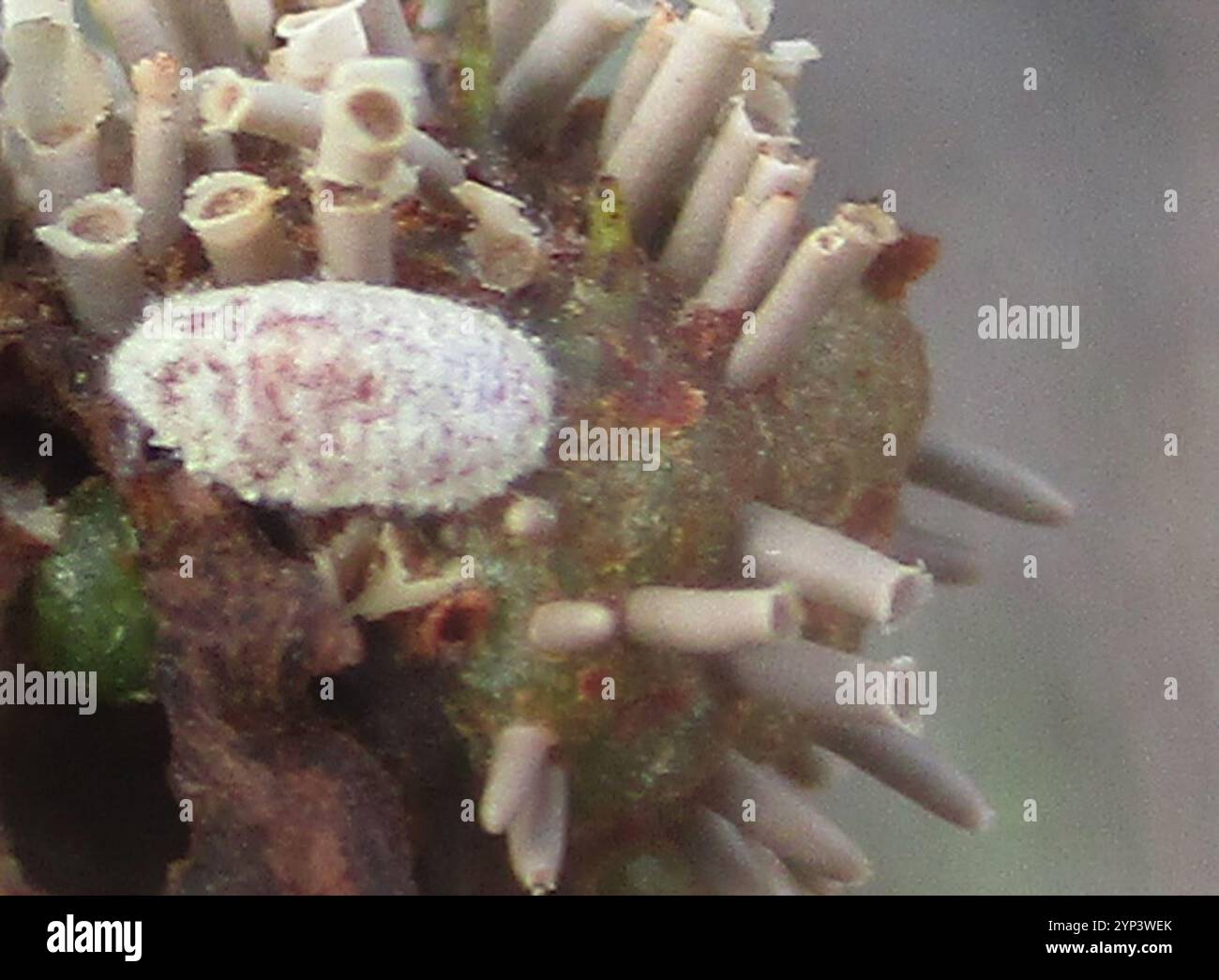 Giant Scale Insects (Monophlebidae Stock Photo - Alamy