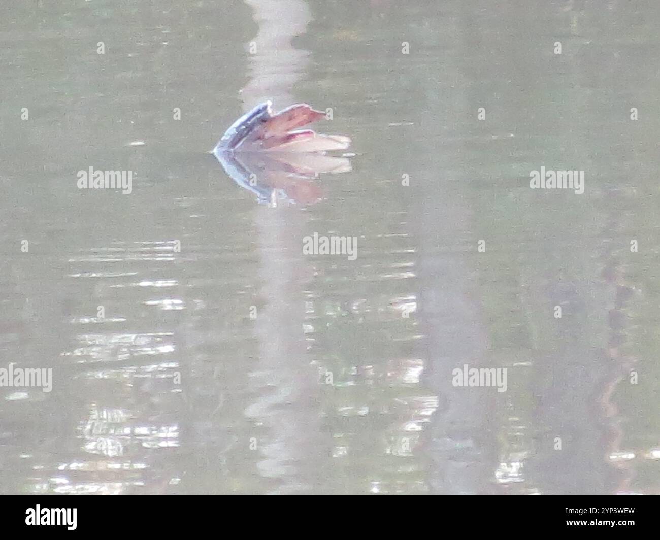 Ray-finned Fishes (Actinopterygii Stock Photo - Alamy