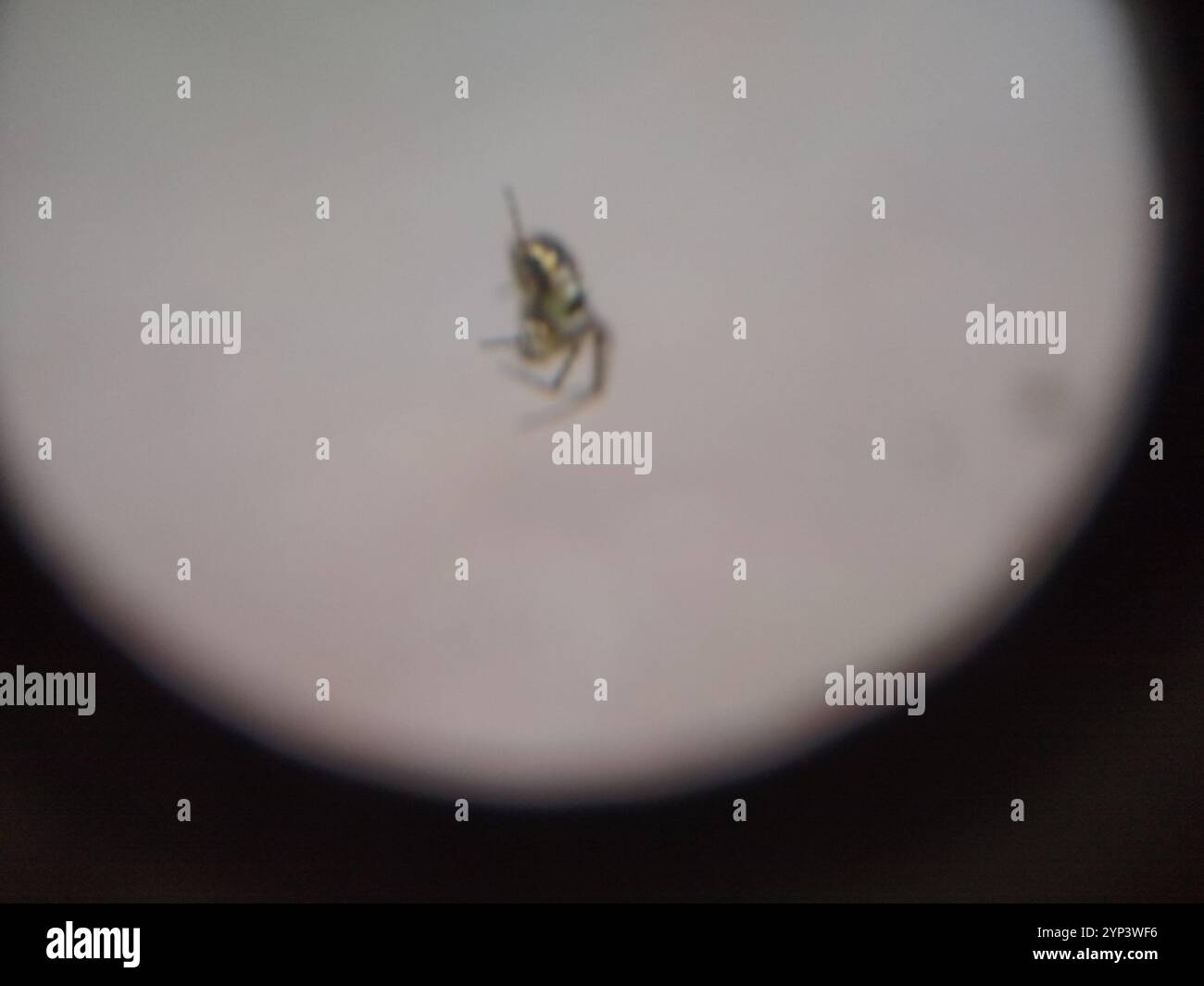 Silver-sided Sector Spider (Zygiella x-notata Stock Photo - Alamy