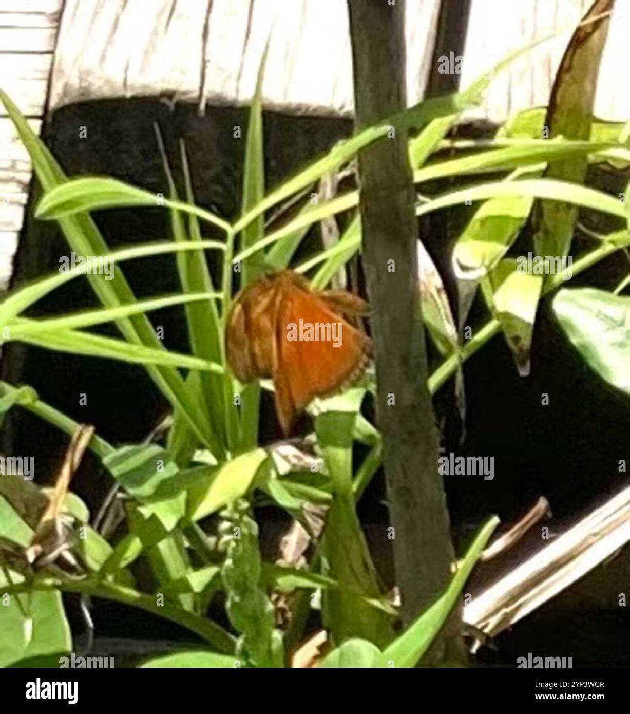 Julia Heliconian (Dryas iulia Stock Photo - Alamy