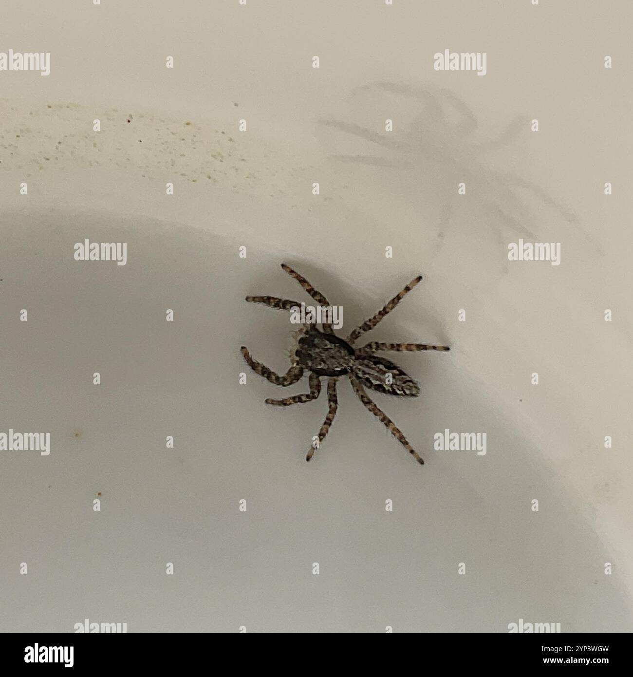 California Flattened Jumping Spider (Platycryptus californicus Stock Photo - Alamy