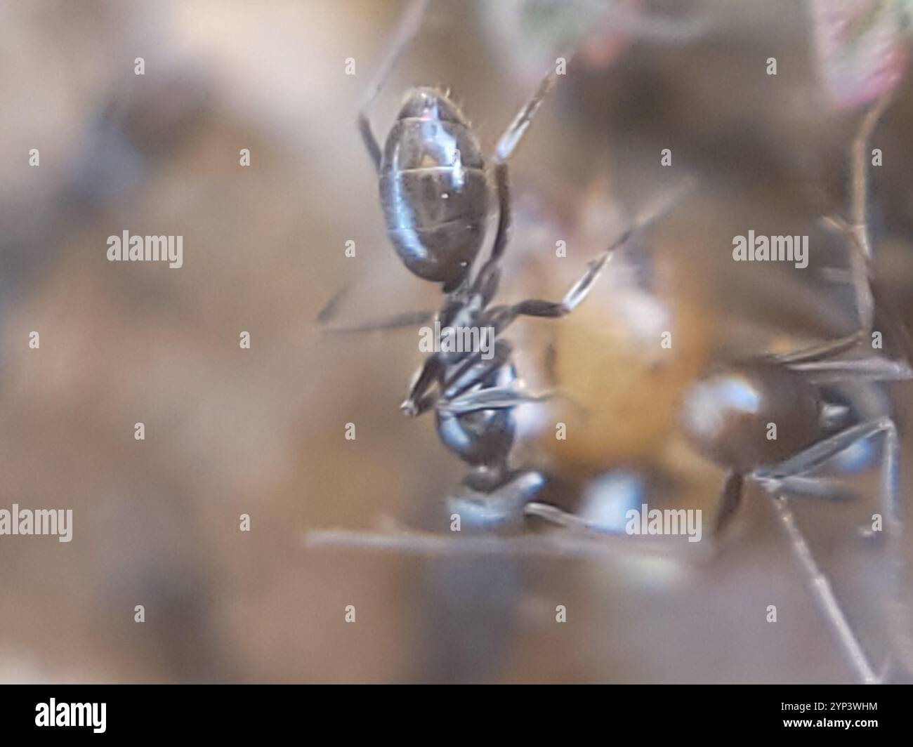 Crazy Pyramid Ant (Dorymyrmex insanus Stock Photo - Alamy