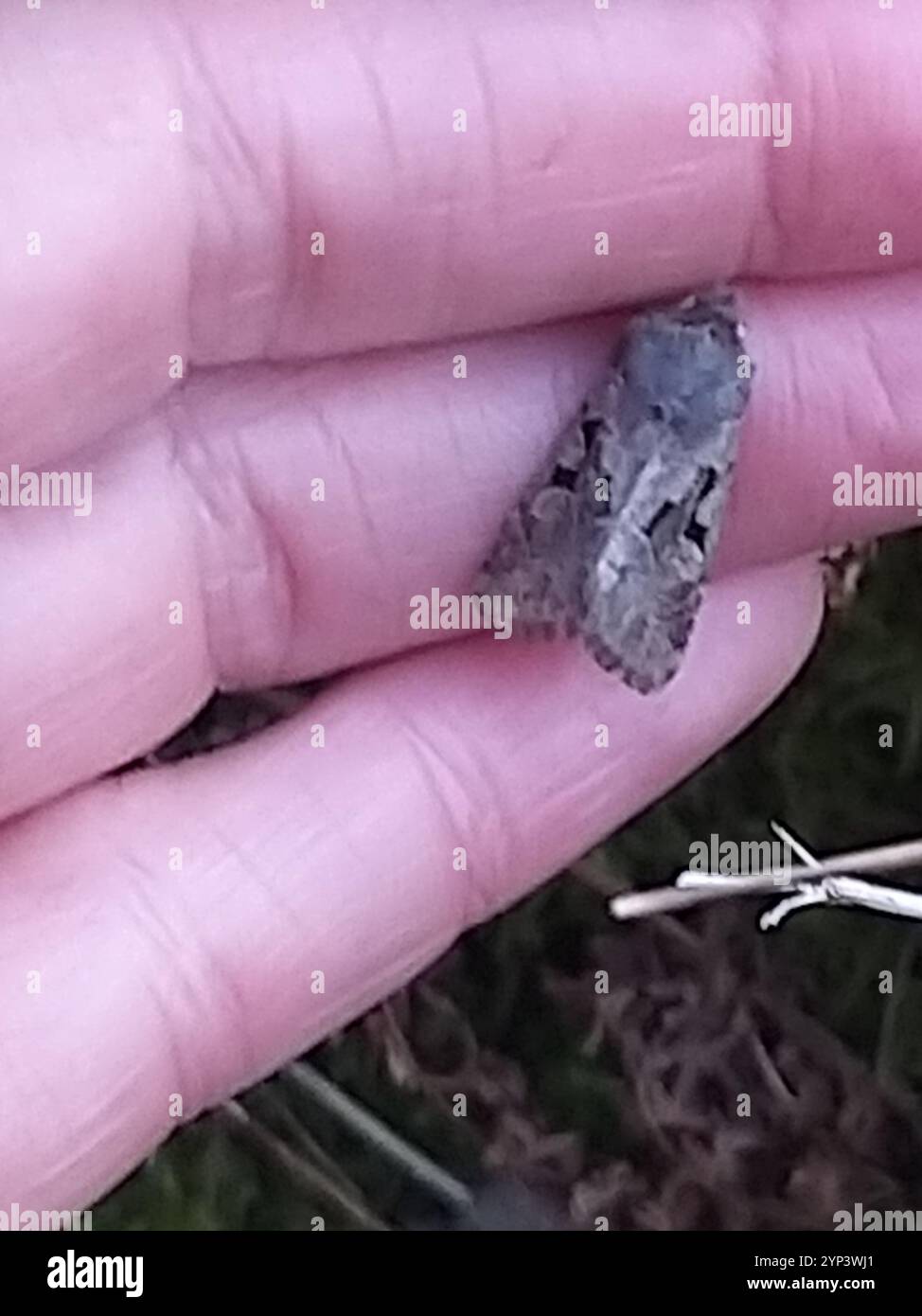 Hebrew Character (Orthosia gothica Stock Photo - Alamy