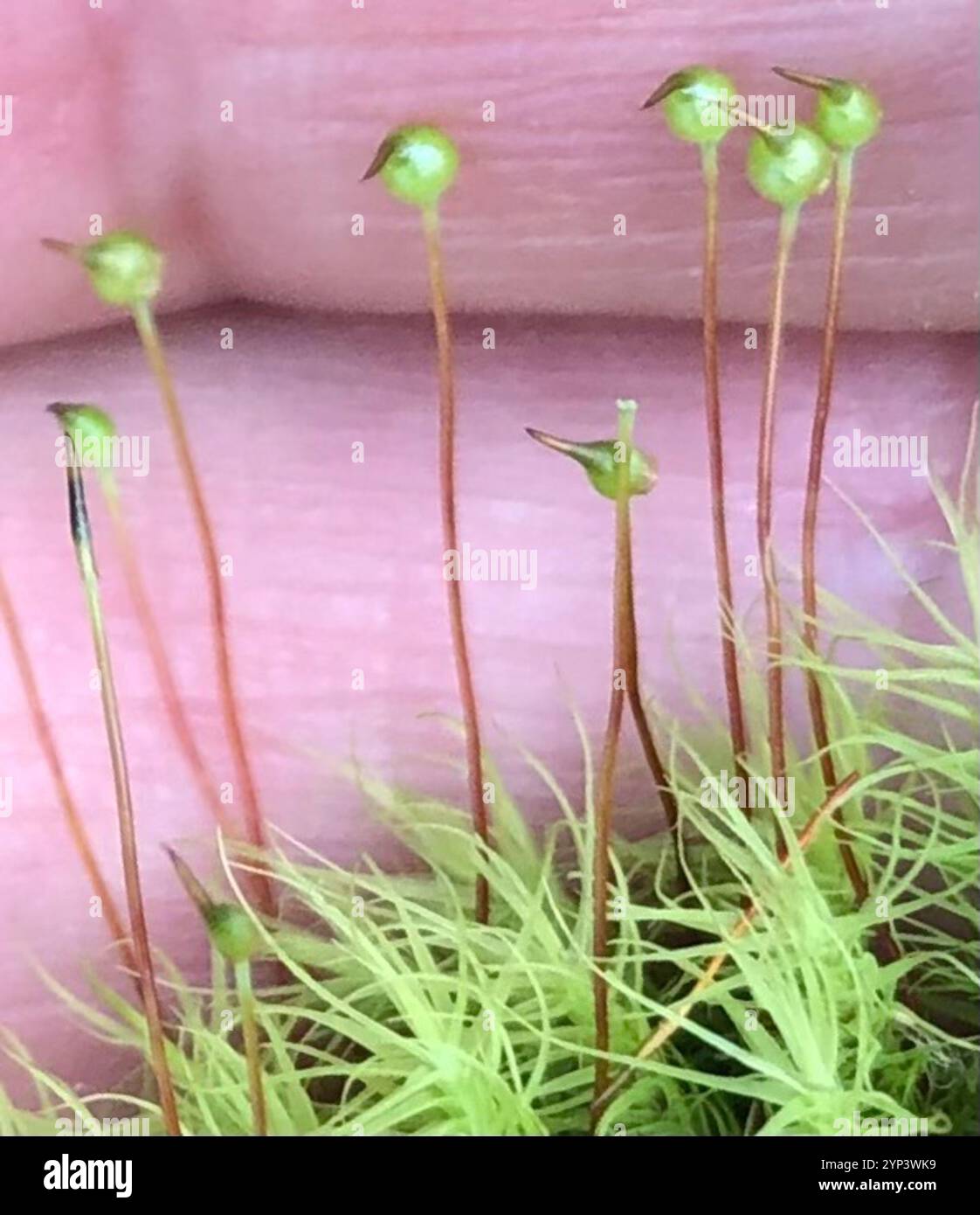 Common Apple-moss (Bartramia pomiformis Stock Photo - Alamy