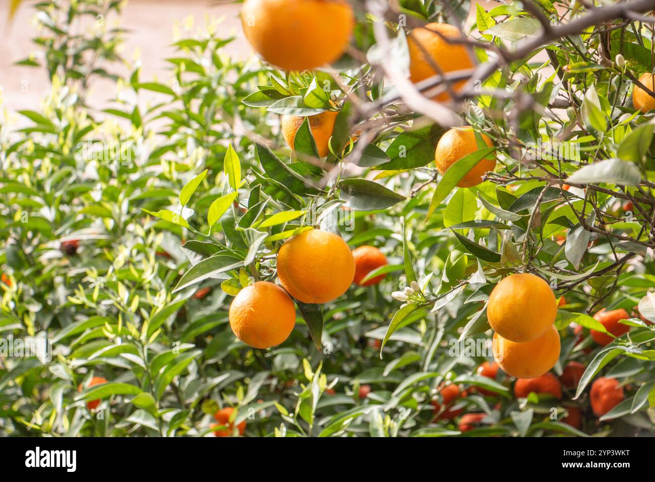 Valencia oranges city hi-res stock photography and images - Alamy