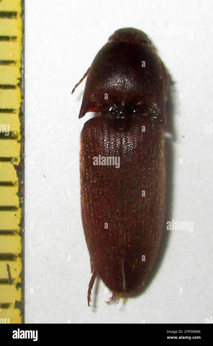 Click Beetles (Elateridae Stock Photo - Alamy